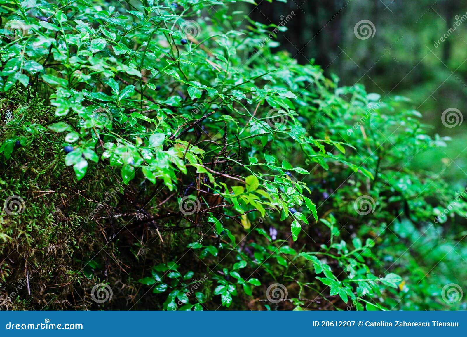 Cespuglio di mirtillo immagine stock. Immagine di foresta - 20612207