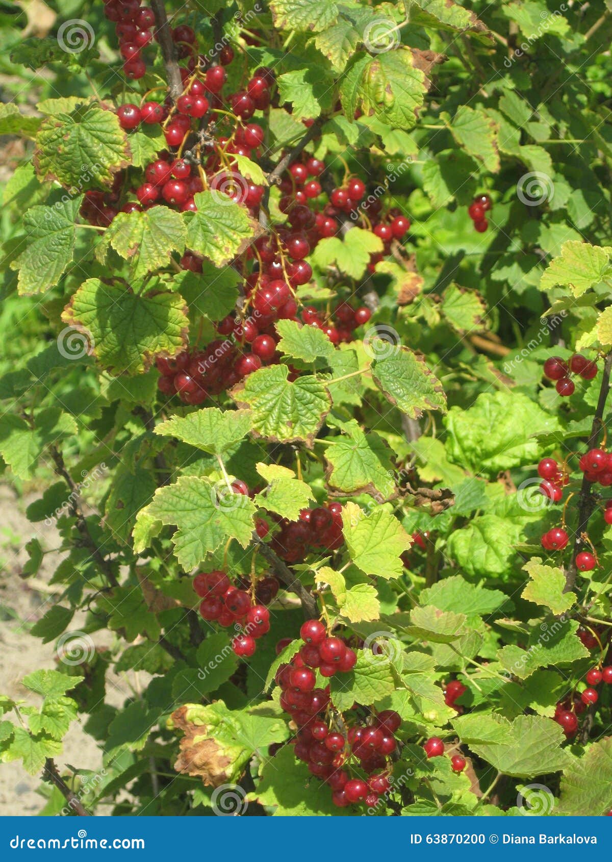 Cespuglio di ribes fotografia stock. Immagine di ribes - 63870200