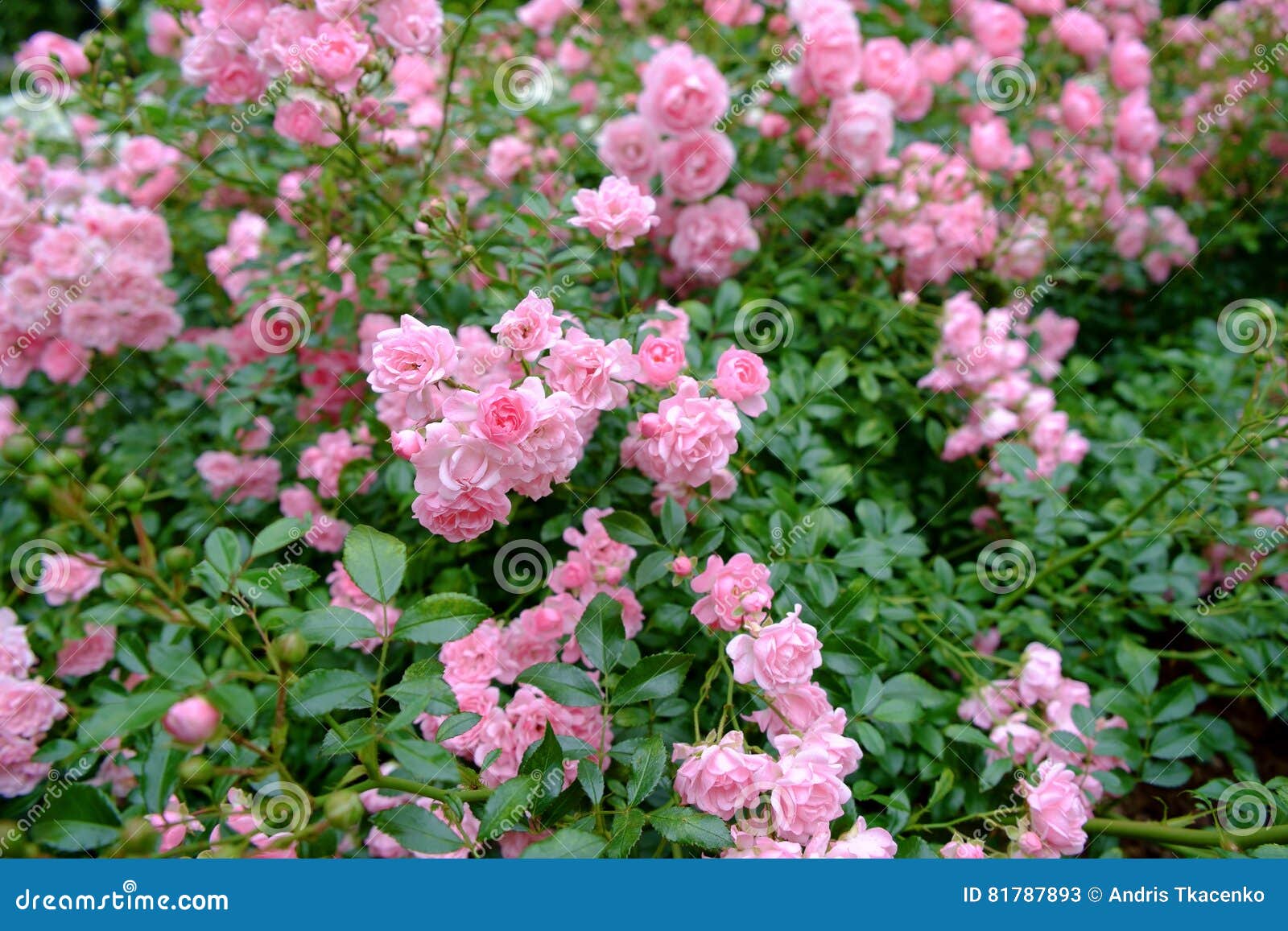 Cespuglio Di Rosa Dentellare Immagine Stock - Immagine di nave, estate ...
