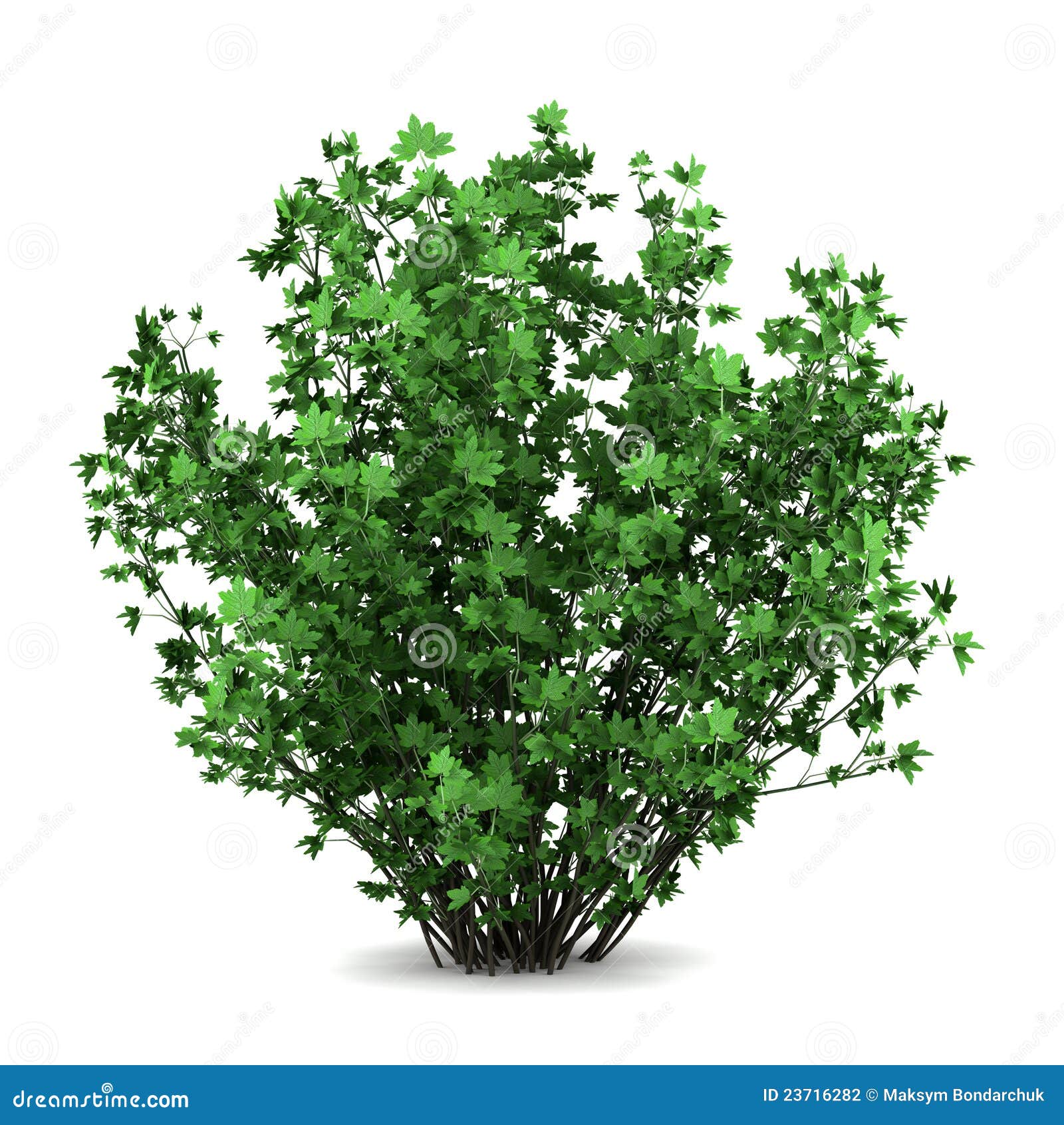 Cespuglio Di Rosa Di Guelder Isolato Su Bianco Fotografia Stock ...