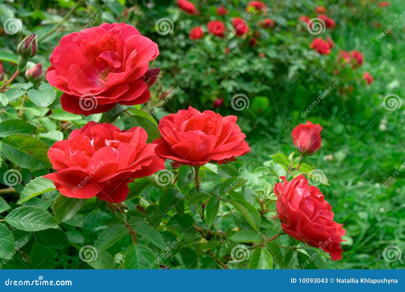 Cespuglio di rose immagine stock. Immagine di sfondo - 10093043