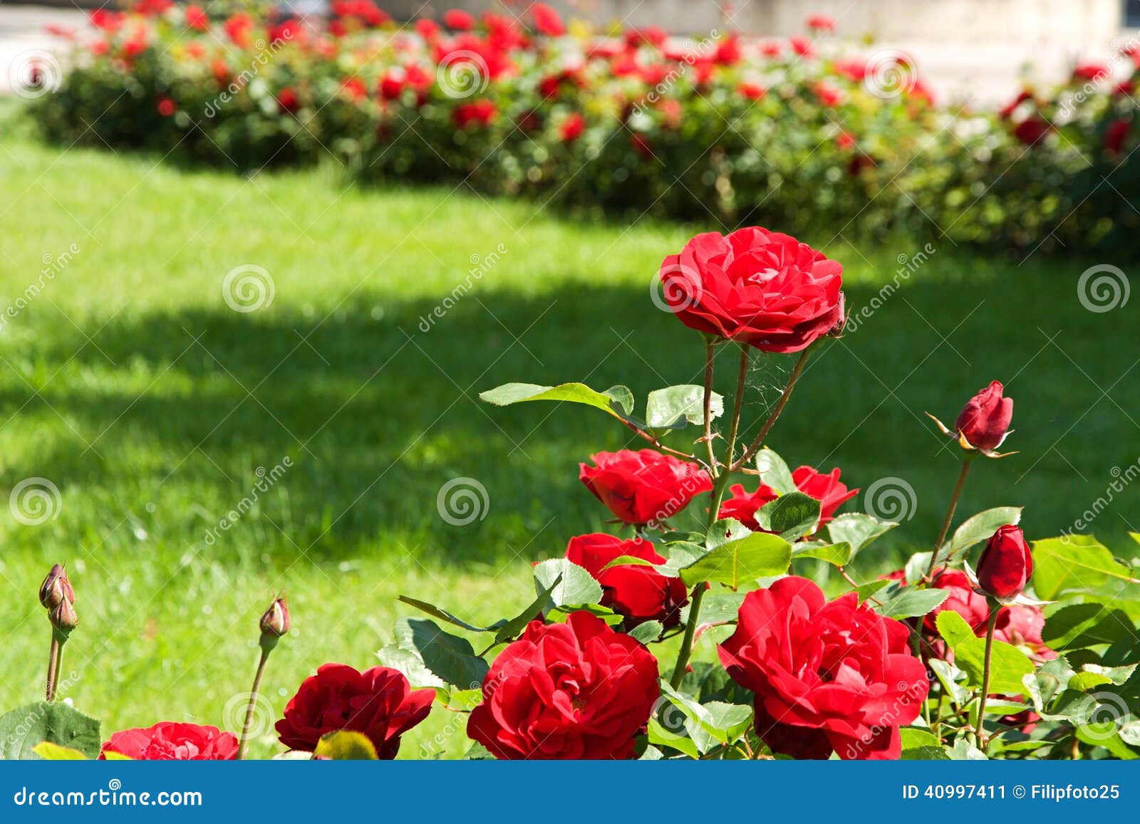 Cespuglio di rose immagine stock. Immagine di arbusto - 40997411