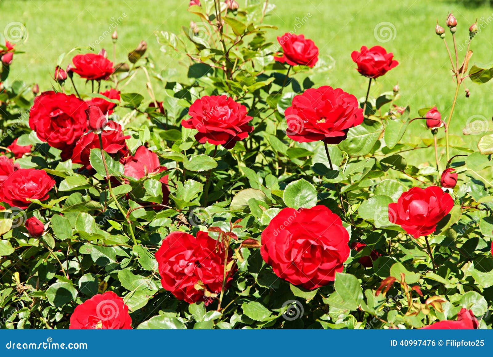 Cespuglio di rose fotografia stock. Immagine di foglio - 40997476