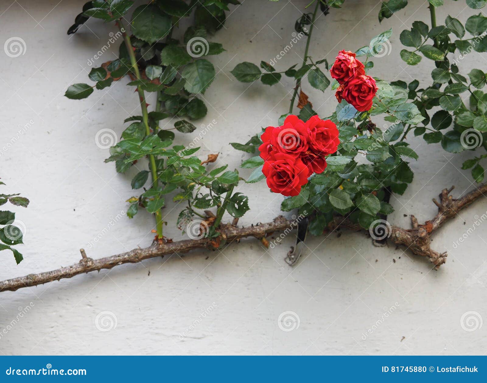 Cespuglio Di Rose Con Le Rose Rosse Fotografia Stock - Immagine di ...