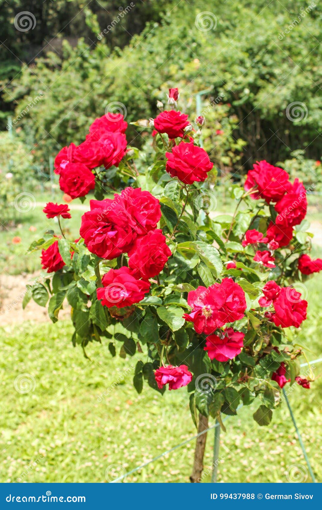 Cespuglio Di Rose Dell'arbusto Fotografia Stock - Immagine di foglio ...