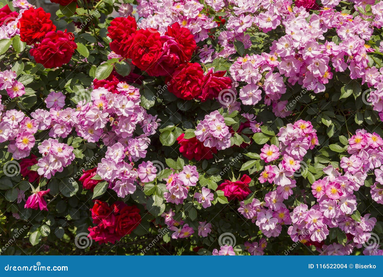 Cespuglio Di Rose Nell'ora Legale Fotografia Stock - Immagine di ...