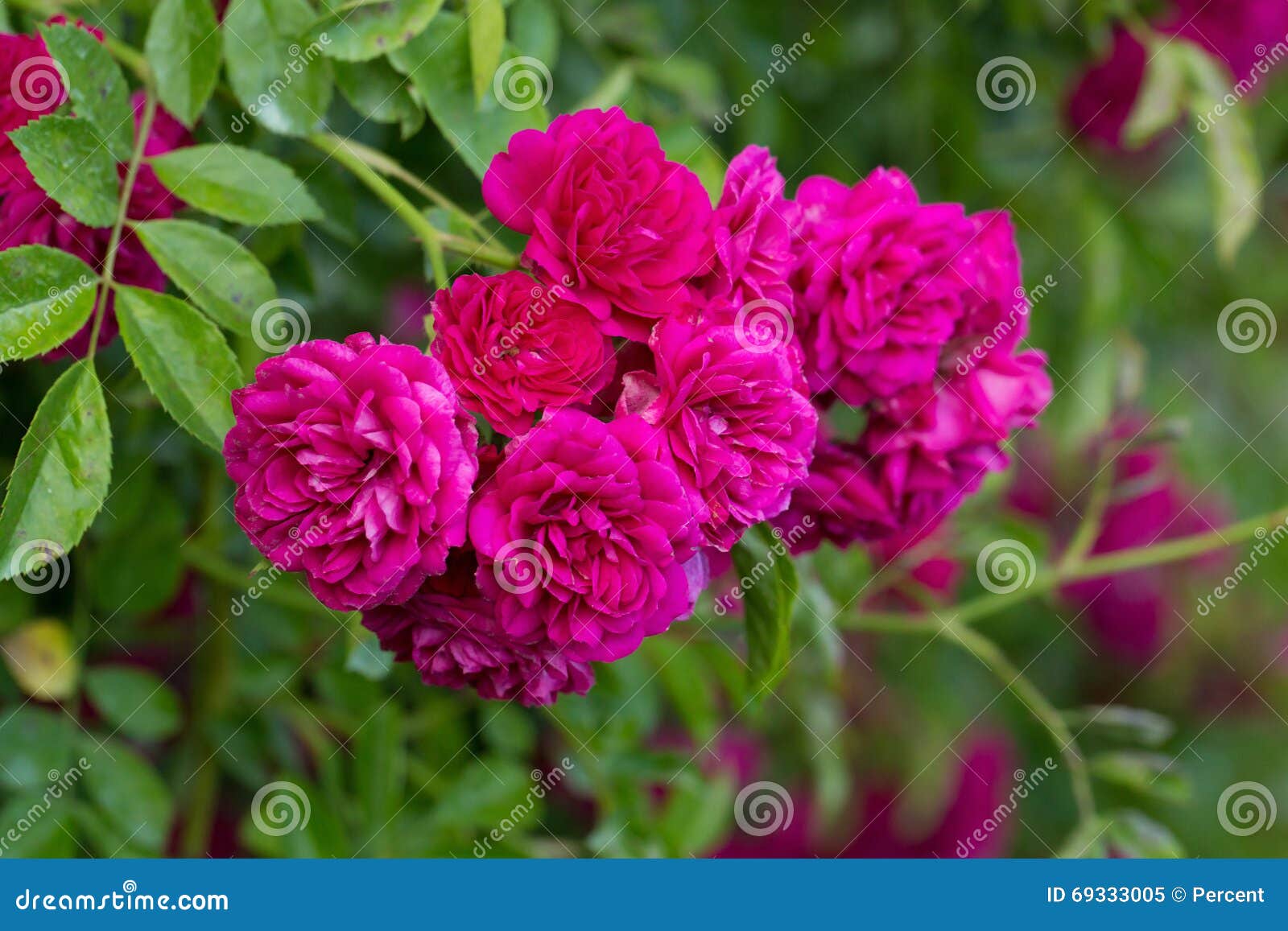 Cespuglio di rose rosa immagine stock. Immagine di verde - 69333005