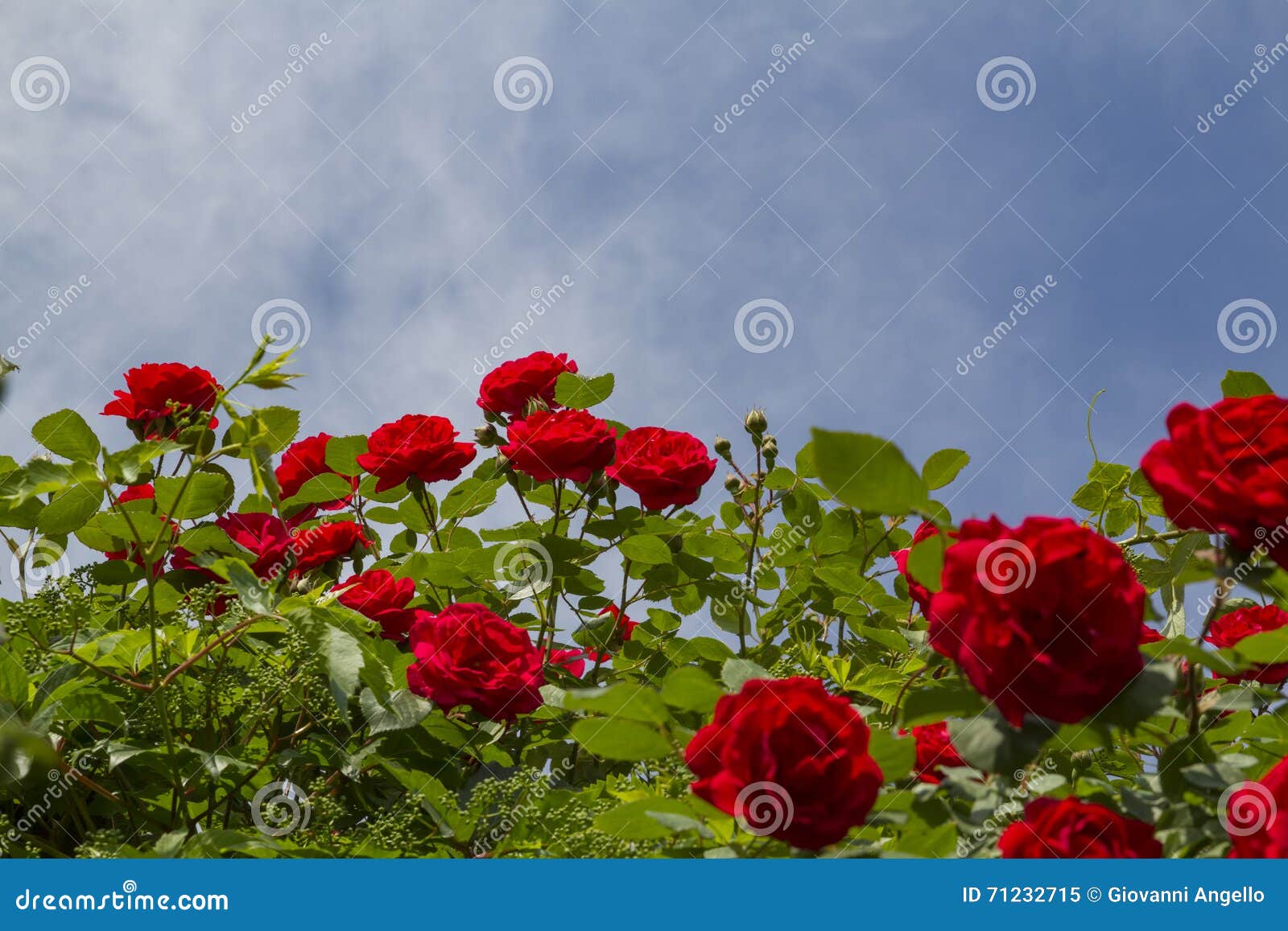 Cespuglio di rose rosse immagine stock. Immagine di fragilità - 71232715