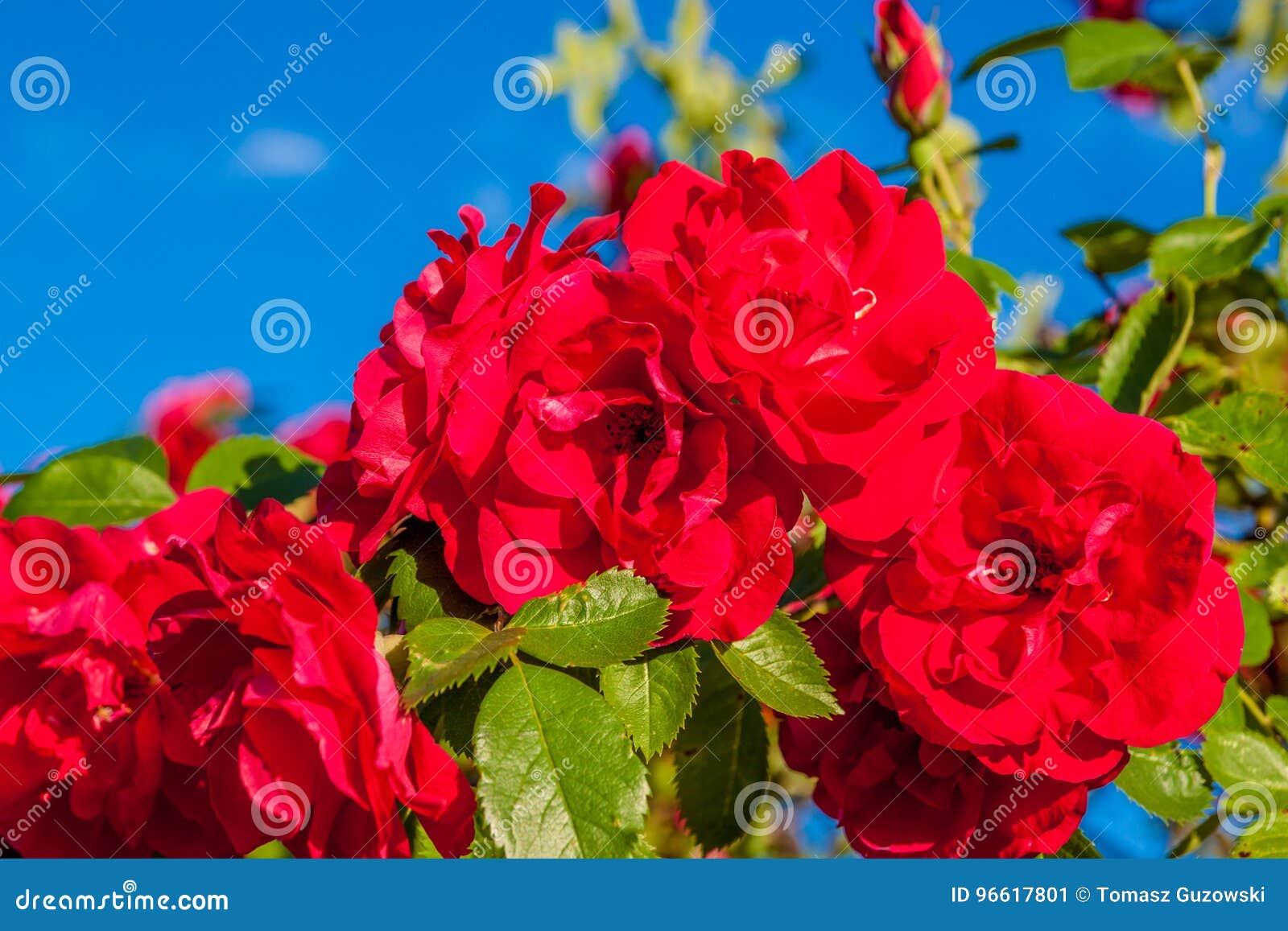 Cespuglio Di Rose Rosse Nel Giardino Immagine Stock - Immagine di verde ...