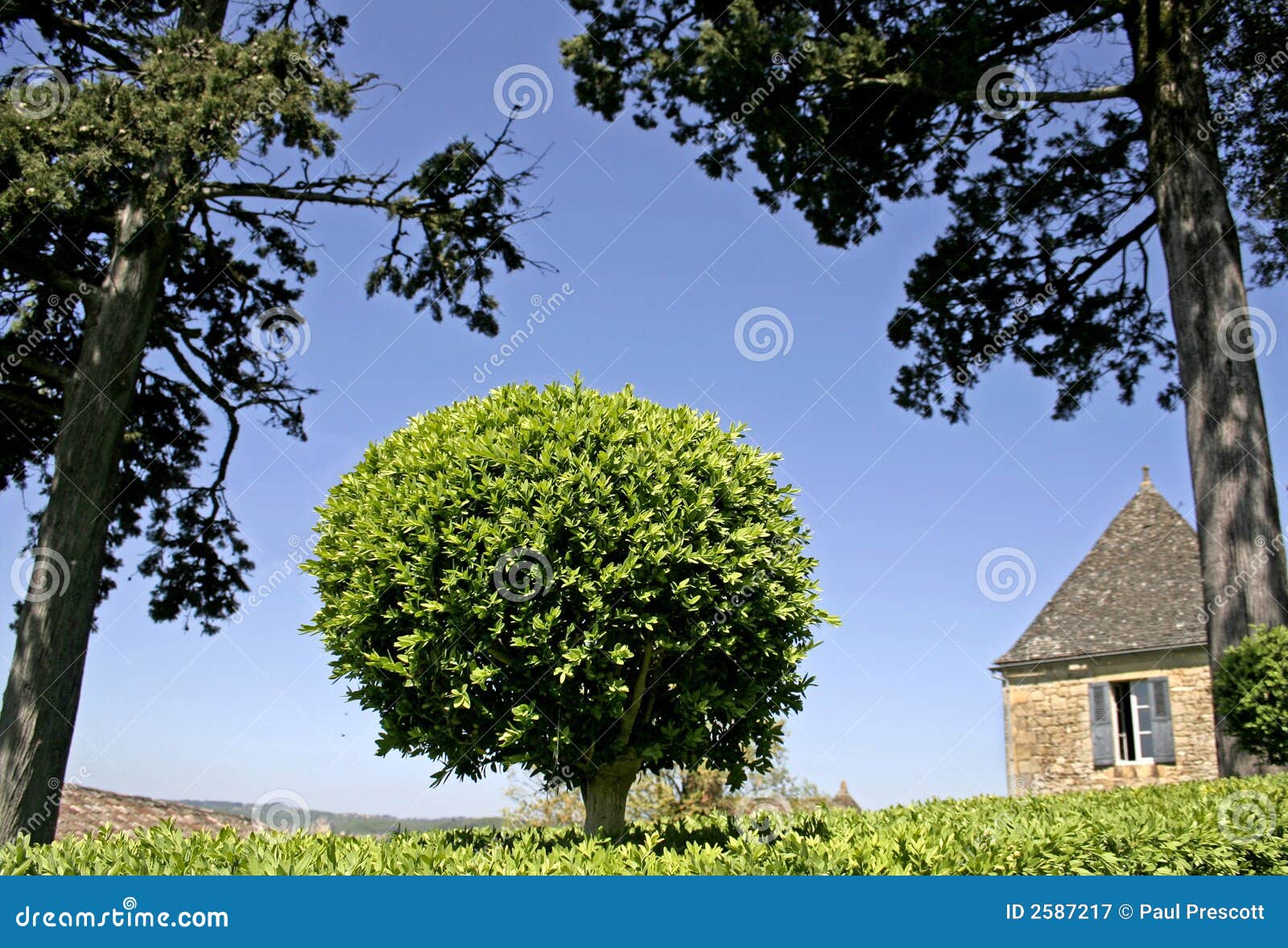 Cespuglio a Forma Di Dell'casella-albero in Giardino Immagine Stock ...