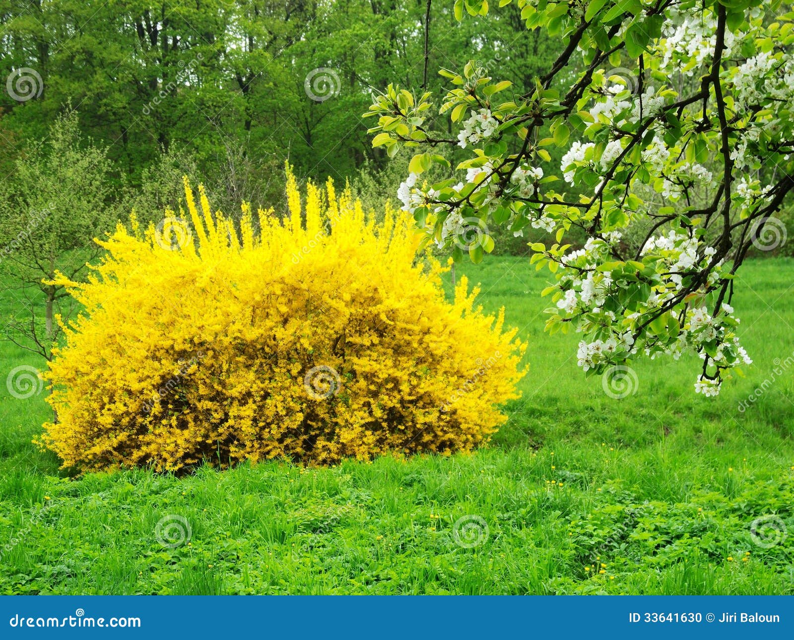 Cespuglio giallo fotografia stock. Immagine di molla - 33641630