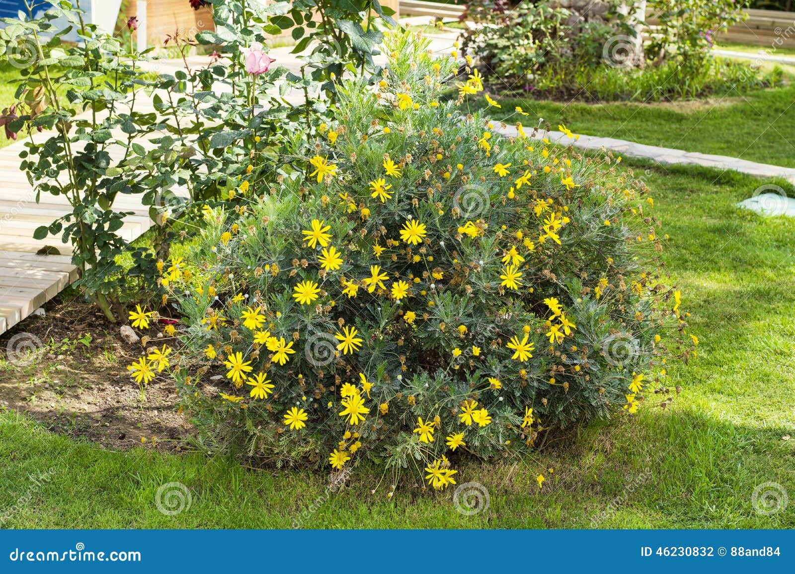 Cespuglio Giallo In Un Giardino Verde Fotografia Stock - Immagine di ...