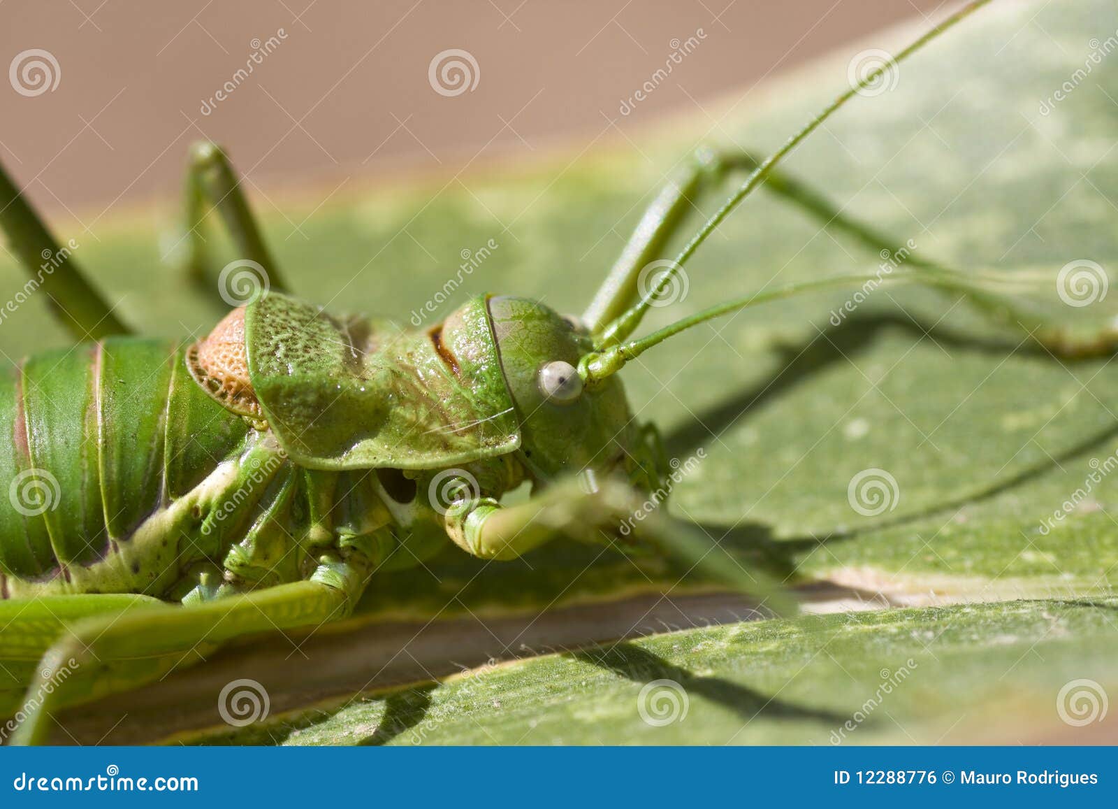 Cespuglio-grillo verde fotografia stock. Immagine di tramoggia - 12288776
