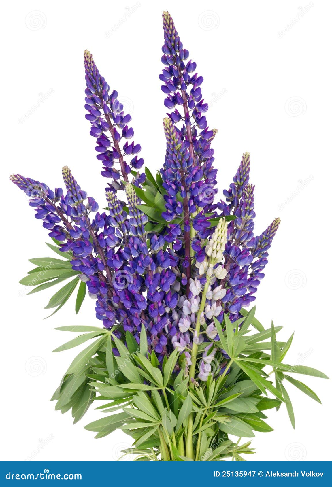 Cespuglio Isolato Di Bluebonnet Immagine Stock - Immagine di perfezione ...