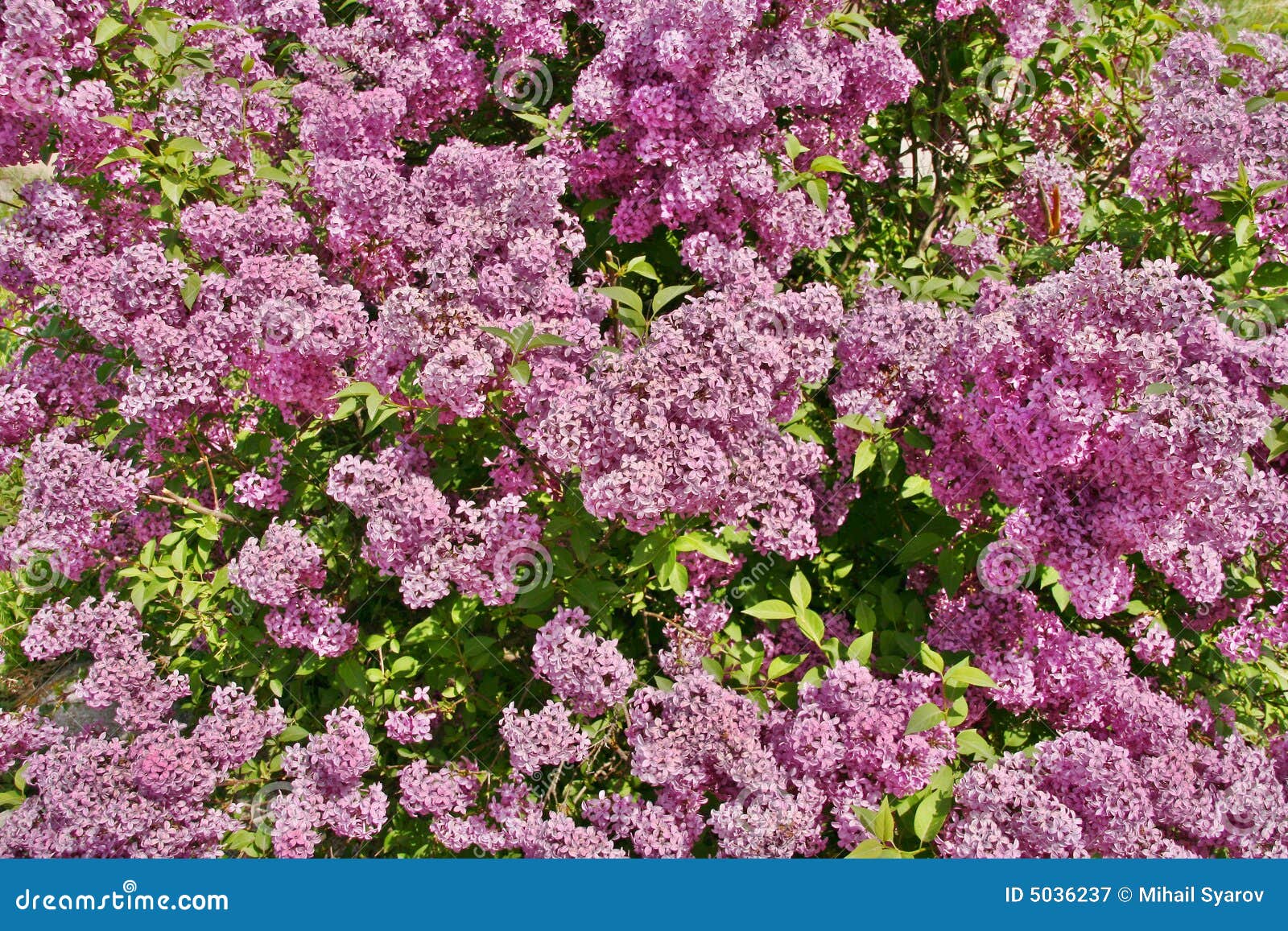 Cespuglio lilla immagine stock. Immagine di giorno, bello - 5036237