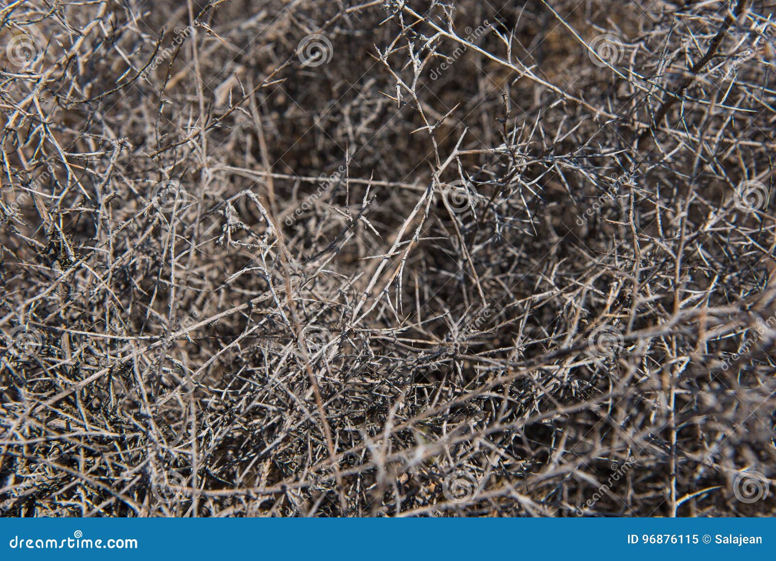 Cespuglio Mediterraneo, Spina Di Rovo Immagine Stock - Immagine di ...