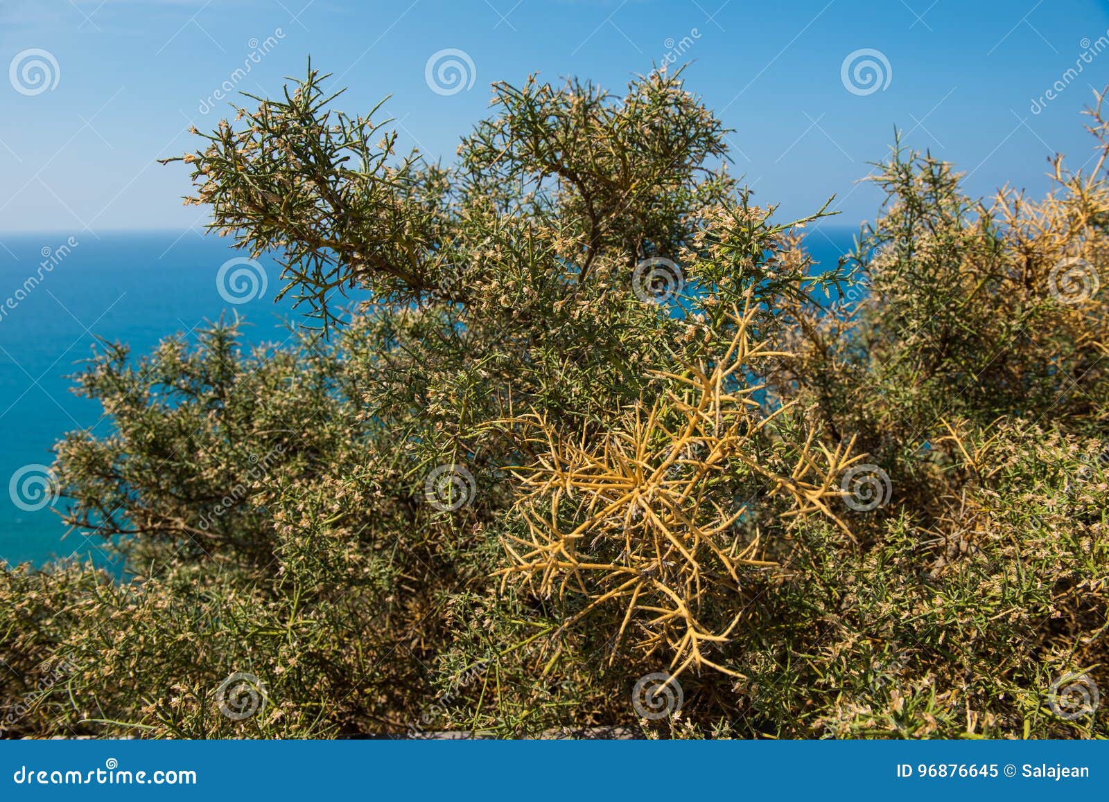 Cespuglio Mediterraneo, Spina Di Rovo Immagine Stock - Immagine di ...