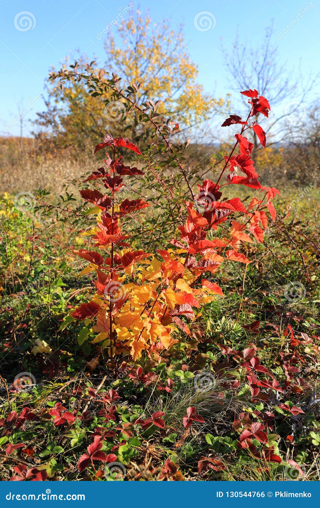 Cespuglio Piacevole Di Autunno Con Il Leafage Rosso Fotografia Stock ...