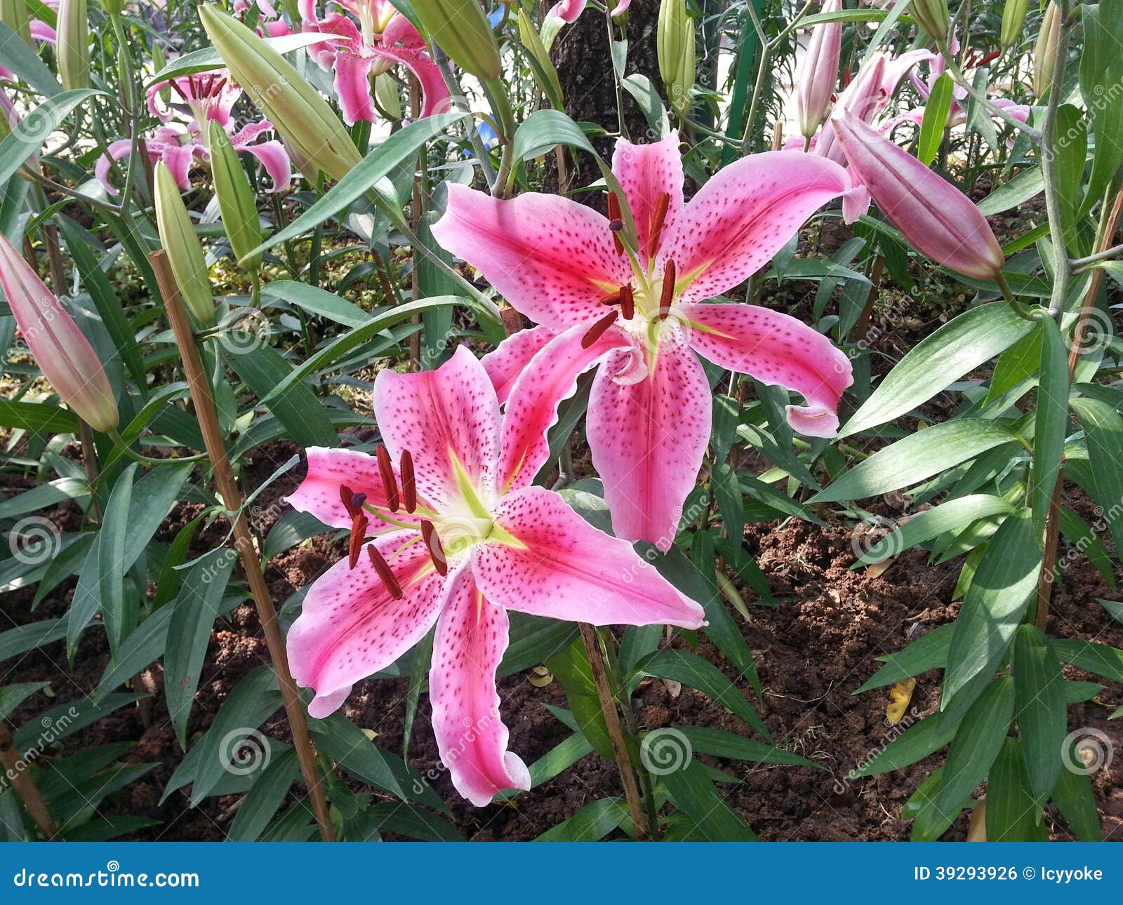 Cespuglio Rosa Del Fiore Dei Gigli Fotografia Stock - Immagine di ...