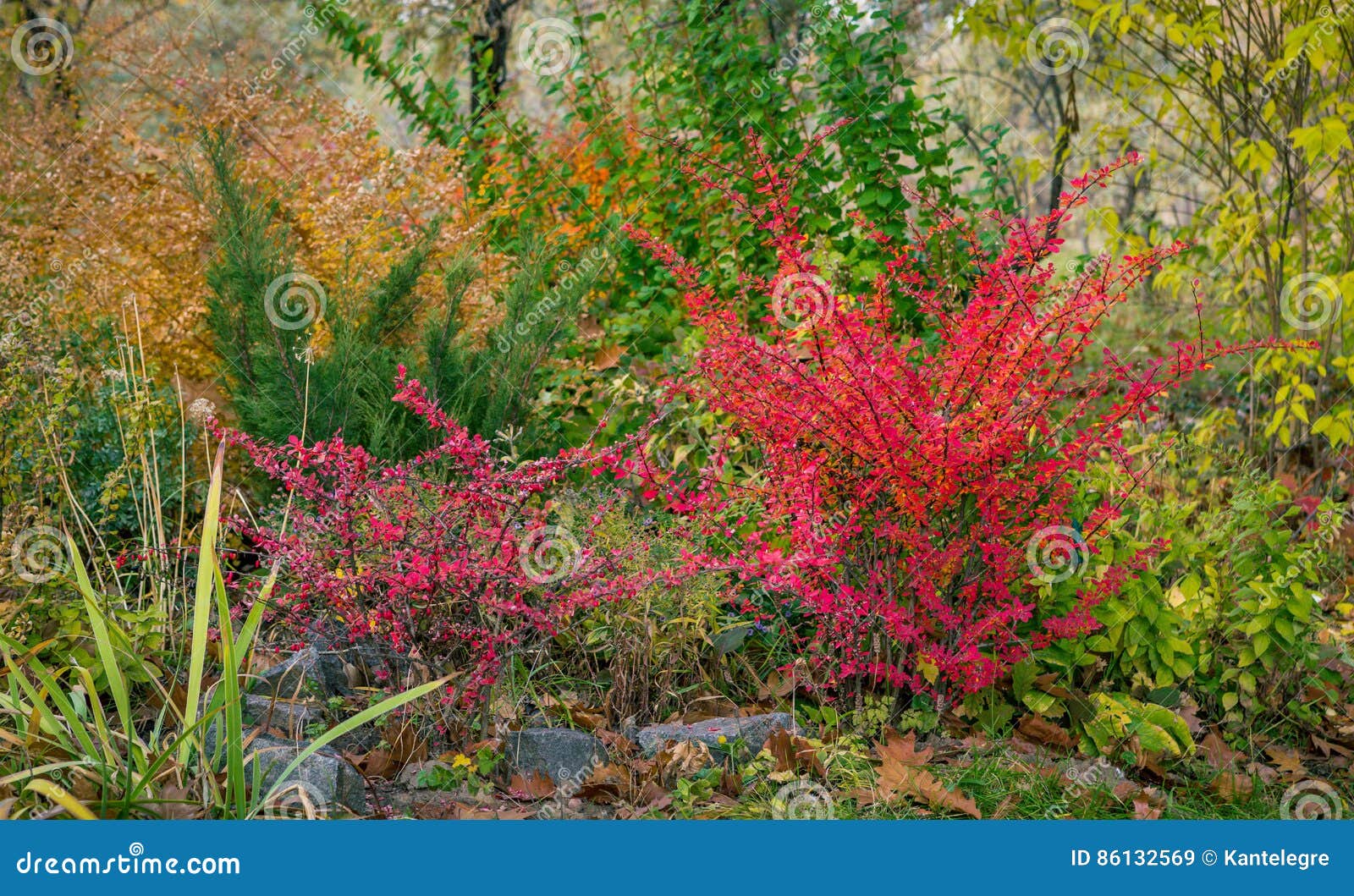 Cespuglio Rosso Del Crespino Immagine Stock - Immagine di modello ...