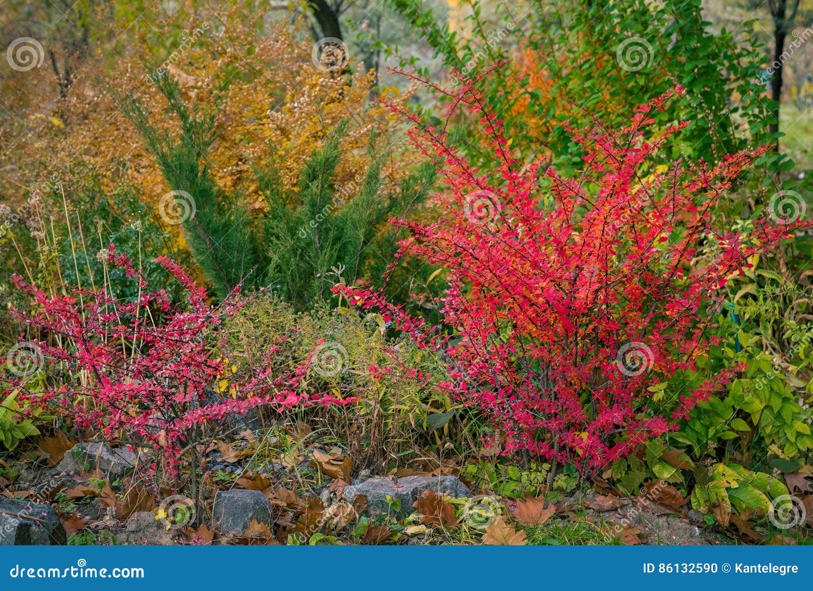Cespuglio Rosso Del Crespino Fotografia Stock - Immagine di modello ...