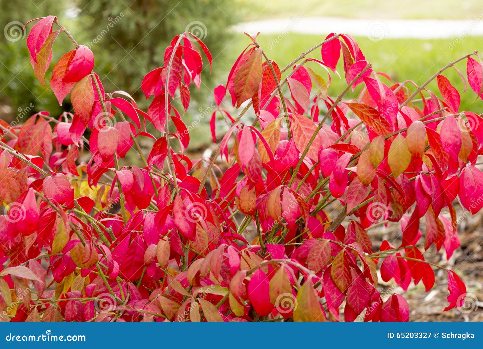 Cespuglio Rosso Del Fogliame Immagine Stock - Immagine di fogli ...