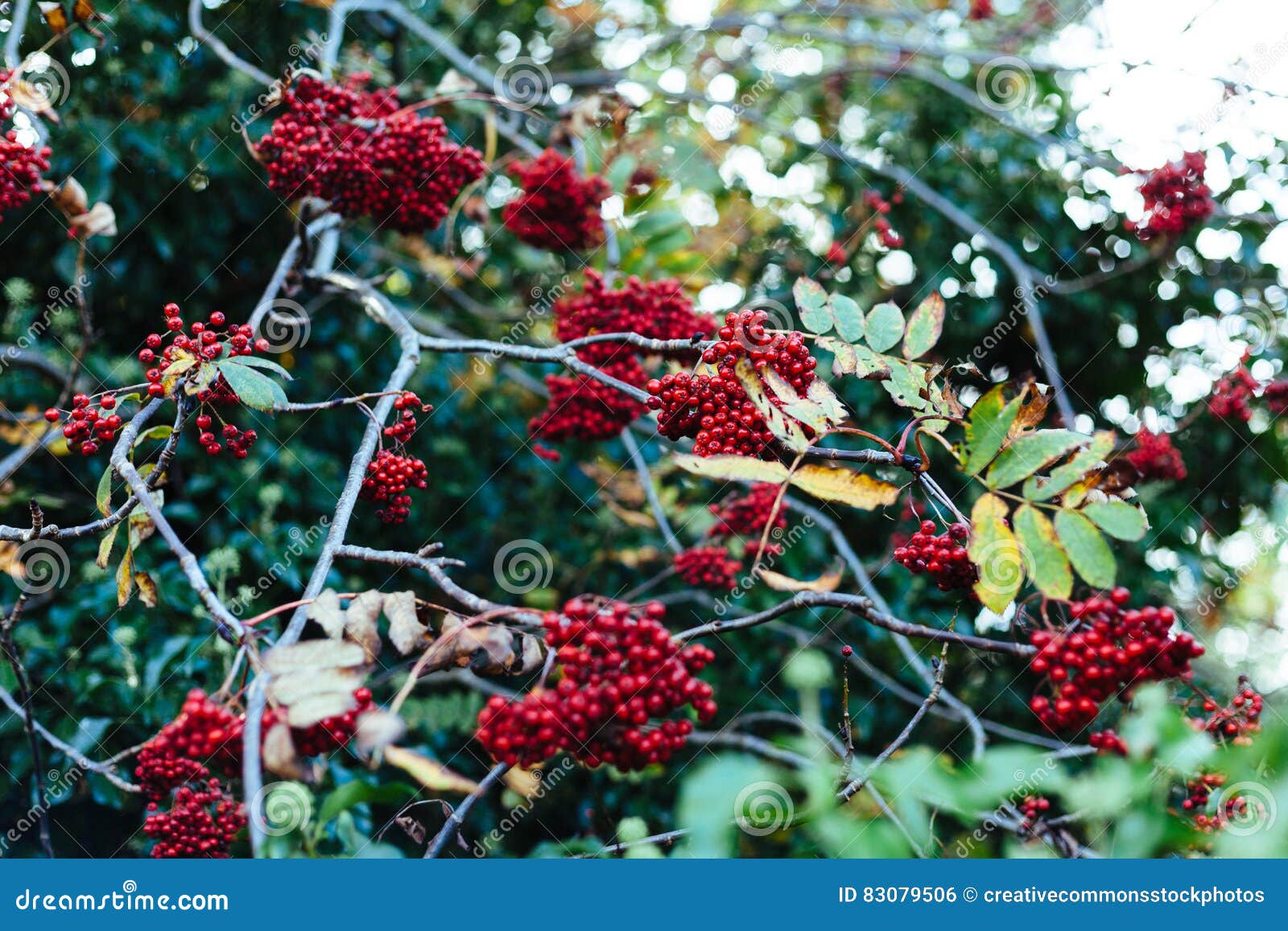 Cespuglio Rosso Delle Bacche Immagine. Immagine: 83079506