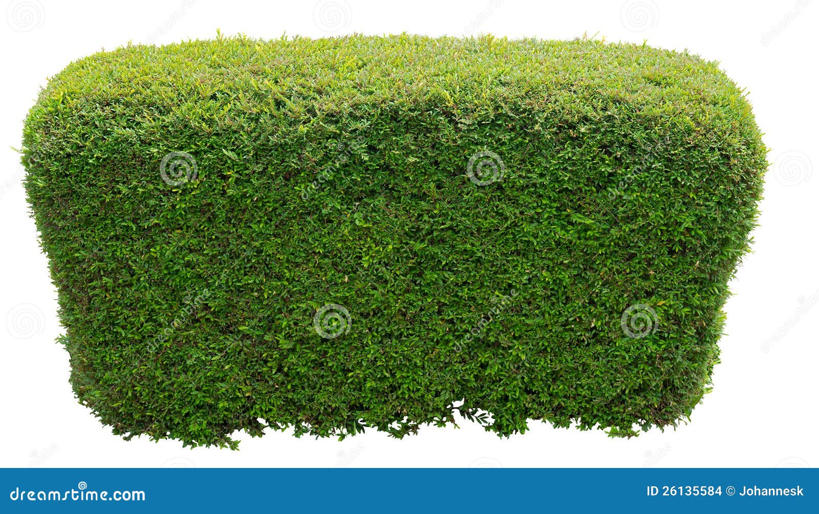 Cespuglio rotondo fotografia stock. Immagine di rotondo - 26135584