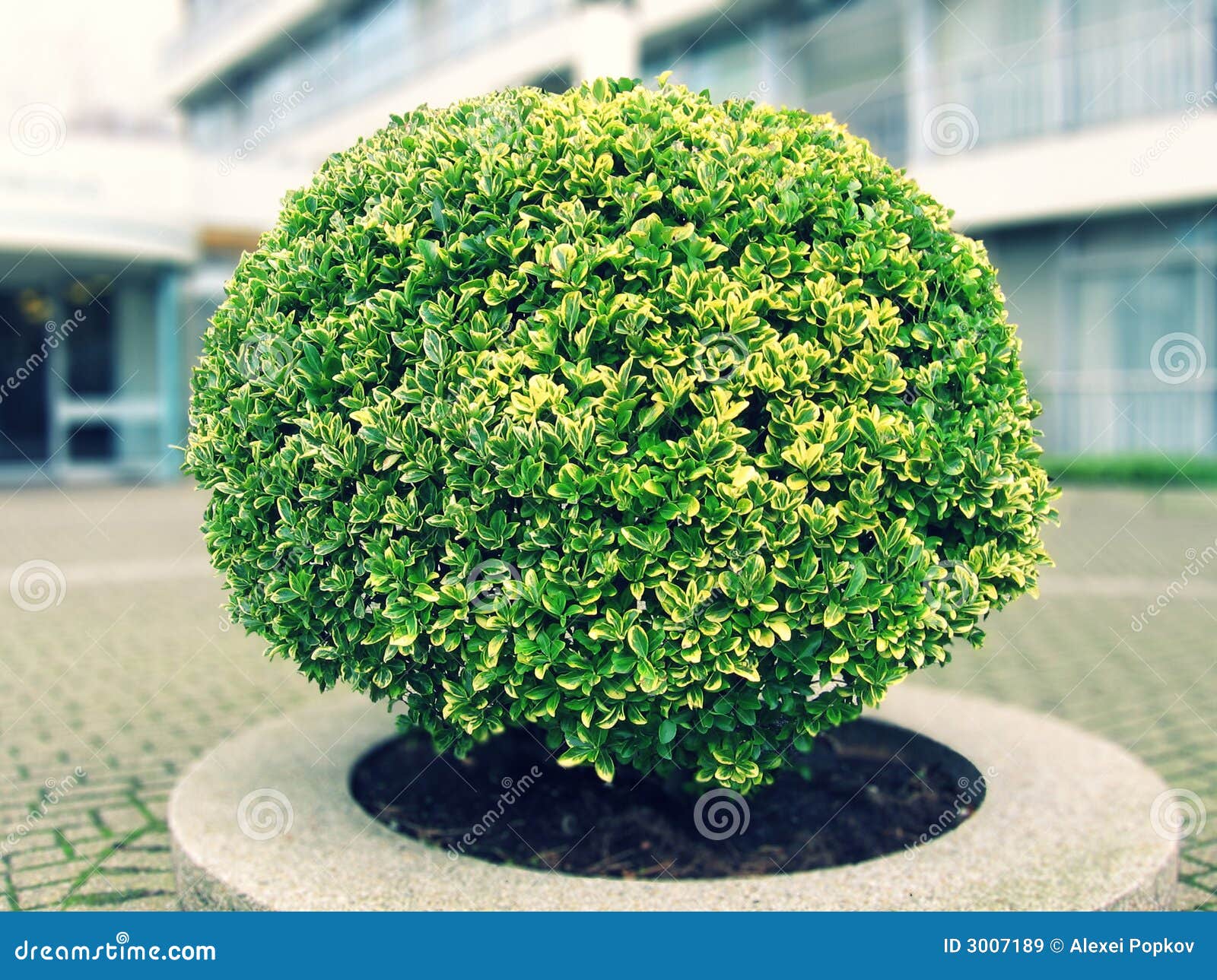 Cespuglio rotondo immagine stock. Immagine di pavimentazione - 3007189