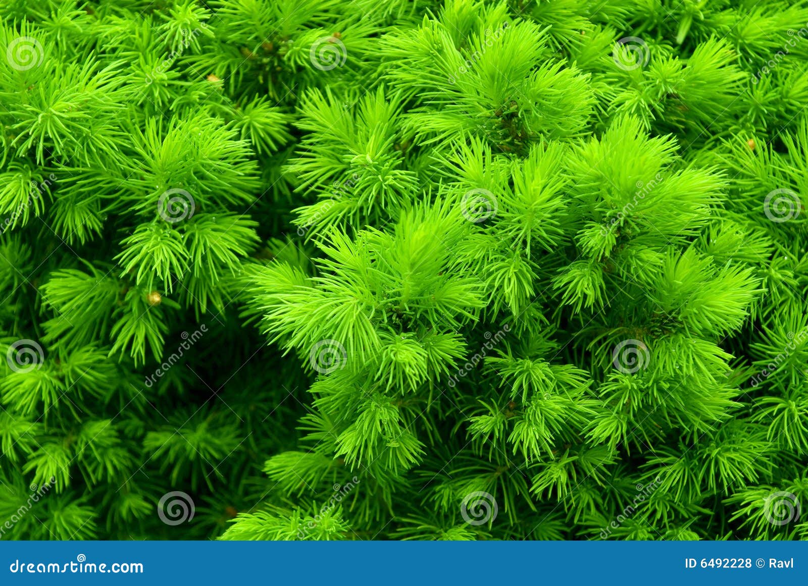 Cespuglio spinoso verde fotografia stock. Immagine di indietro - 6492228