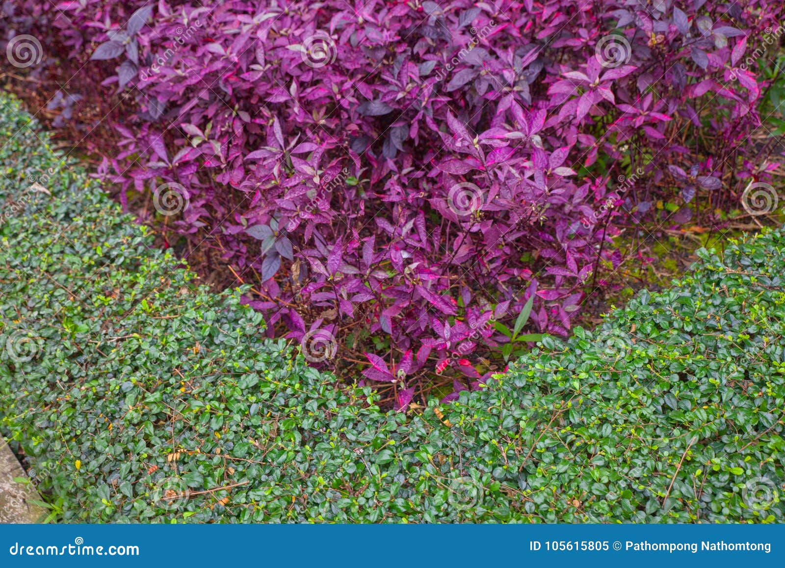 Cespuglio Variopinto Nel Giardino Immagine Stock - Immagine di filiale ...