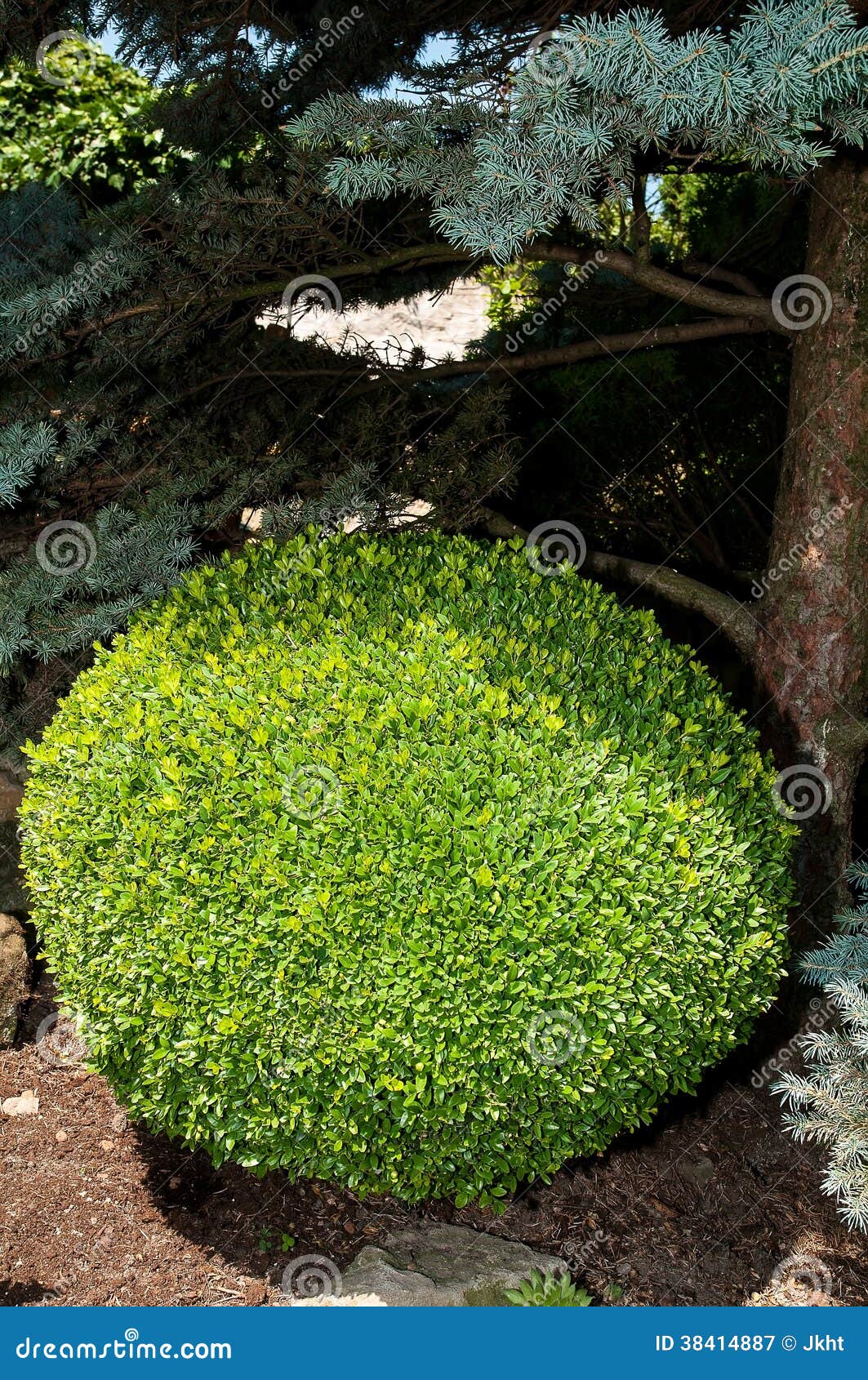 Cespuglio verde immagine stock. Immagine di estate, nave - 38414887