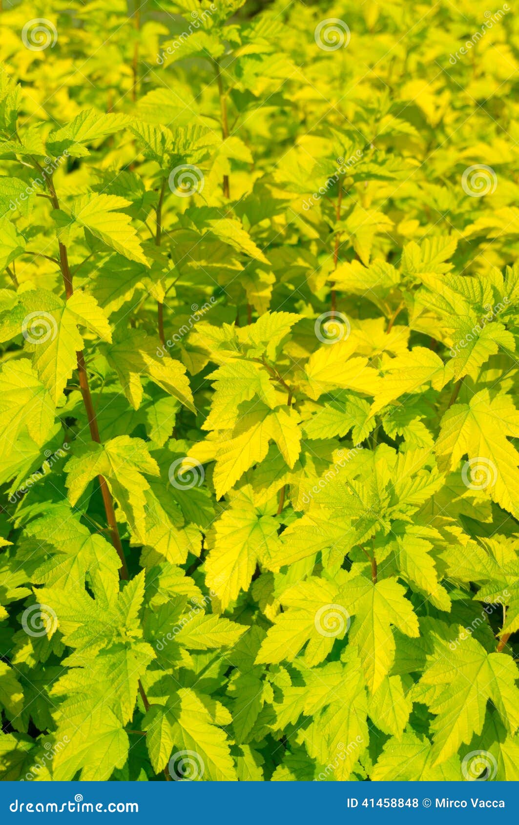 Cespuglio verde fotografia stock. Immagine di soleggiato - 41458848