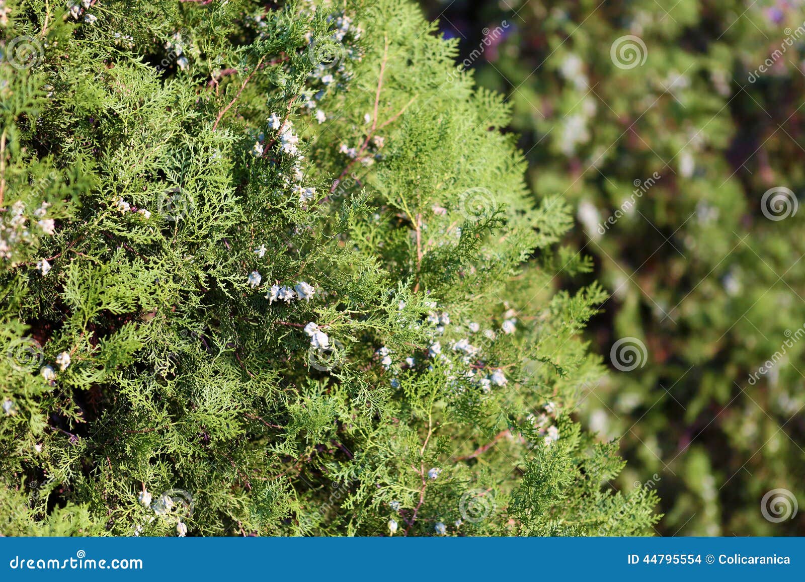Cespuglio verde fotografia stock. Immagine di estate - 44795554
