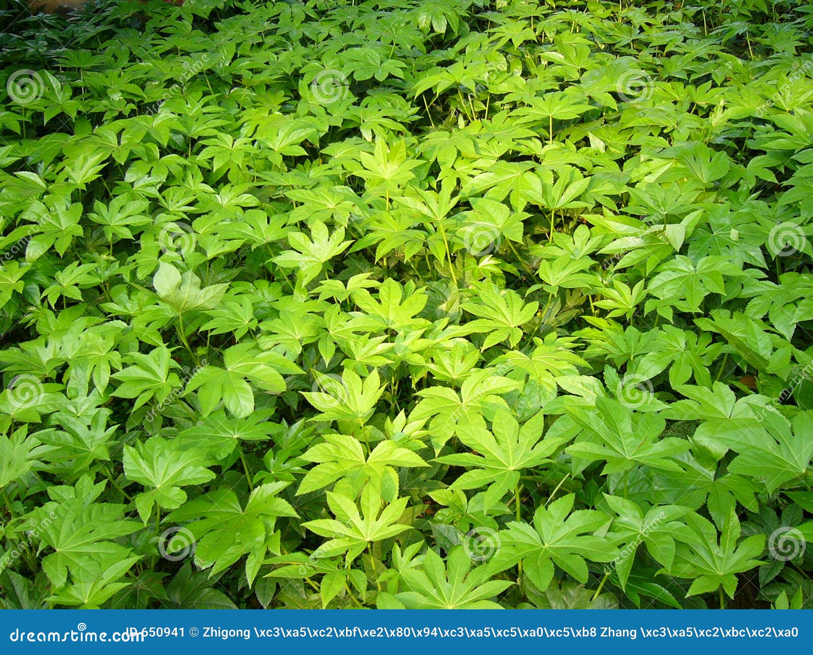 Cespuglio verde immagine stock. Immagine di spesso, verde - 650941