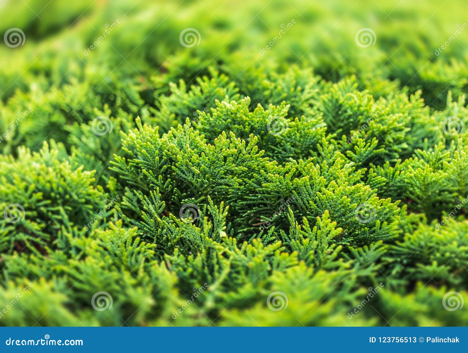 Cespuglio verde del thuja immagine stock. Immagine di modello - 123756513