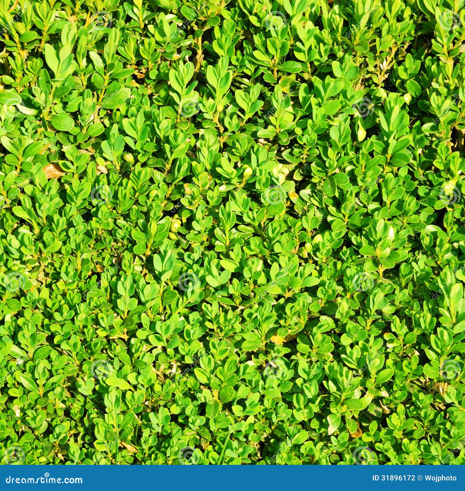 Cespuglio Verde Della Barriera Fotografia Stock - Immagine di cortile ...