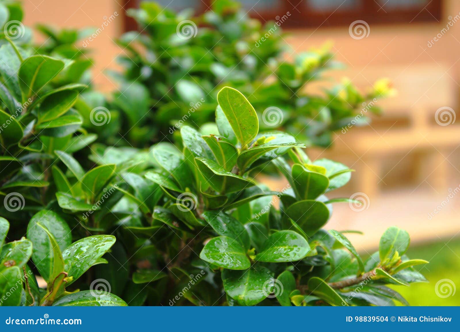 Cespuglio Verde Nel Vietnam Fotografia Stock - Immagine di ...