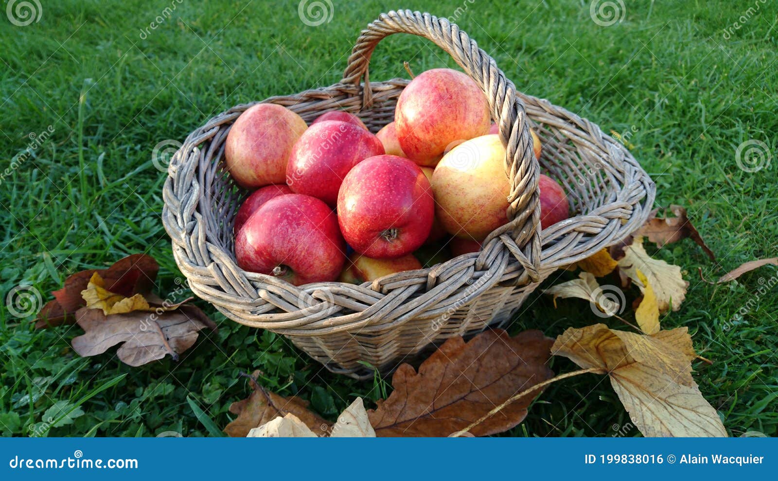Cesta de manzanas foto de archivo. Imagen de fruta, huerta - 199838016