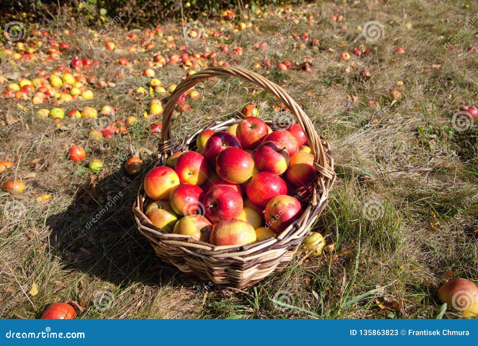 Cesta De Manzanas Rojas En La Cesta Imagen de archivo - Imagen de cesta ...