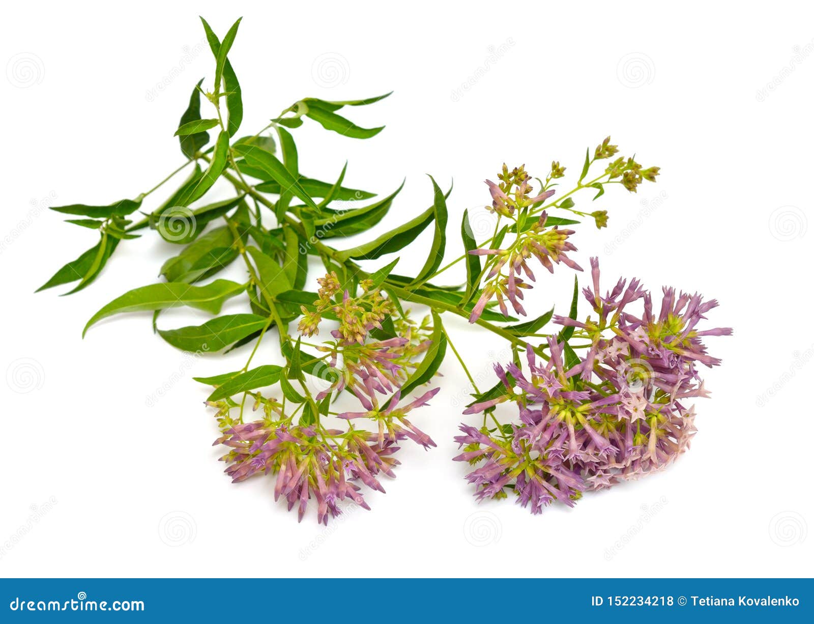 Cestrum Known As Cestrums or Jessamines Isolated on White Stock Photo ...