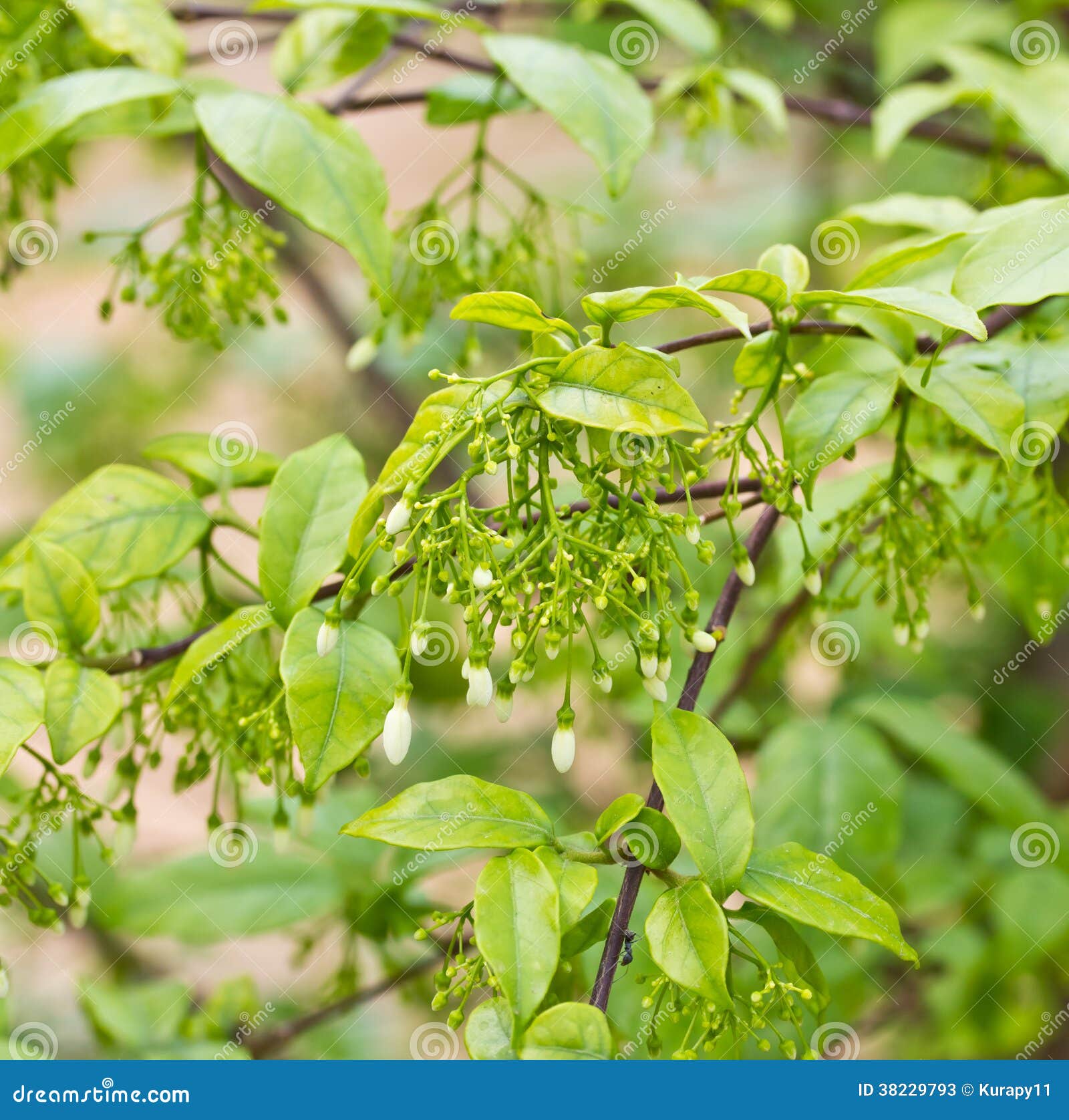 Cestrum nocturnum stock image. Image of detail, floral - 38229793