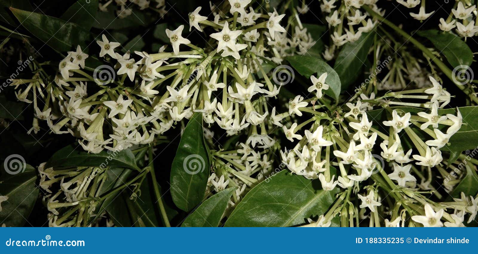 Cestrum Nocturnum || Cestrum Parqui Stock Image - Image of green, tree ...