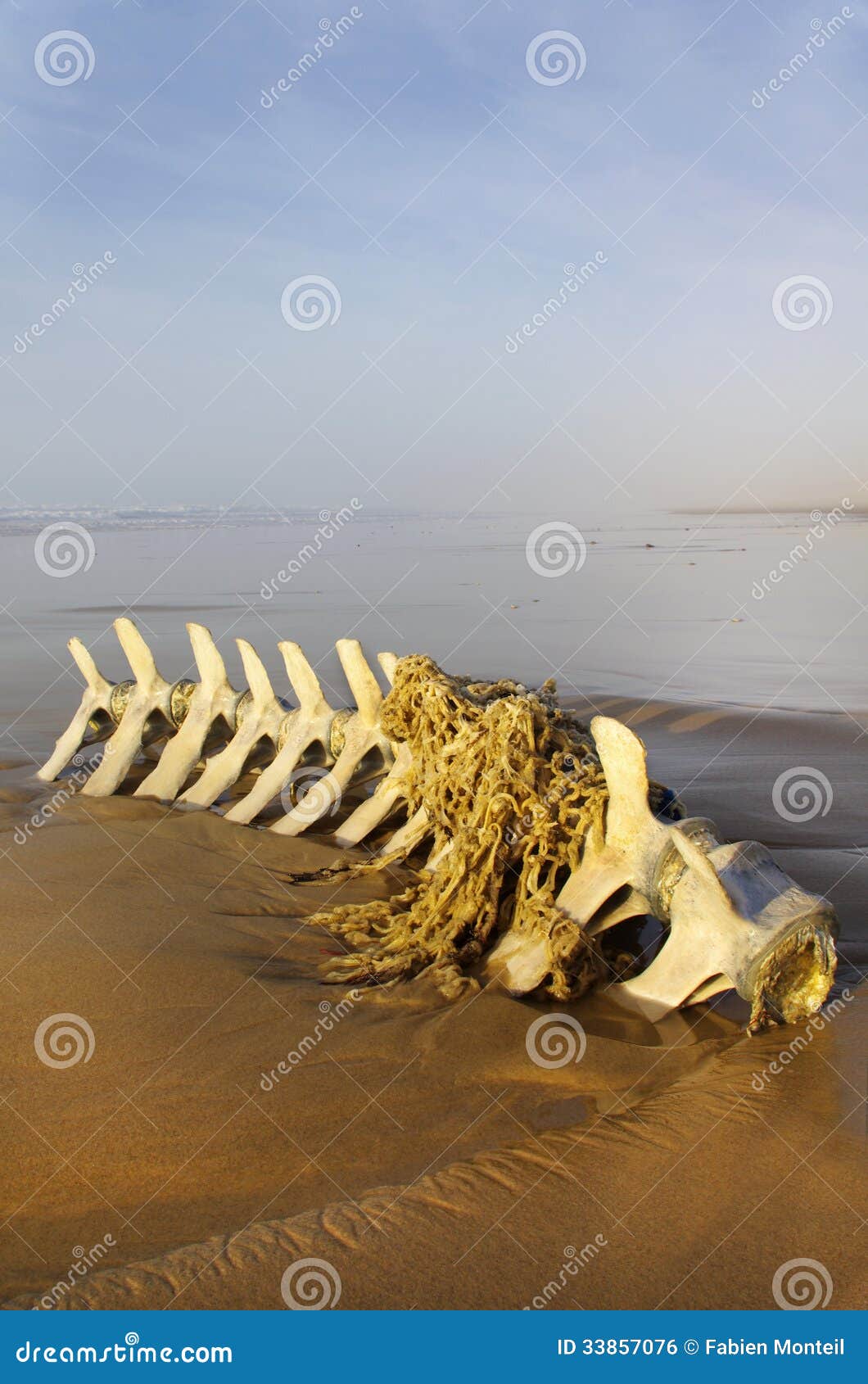 Cetacea skelet stock foto. Image of ziekte, walvisachtige - 33857076