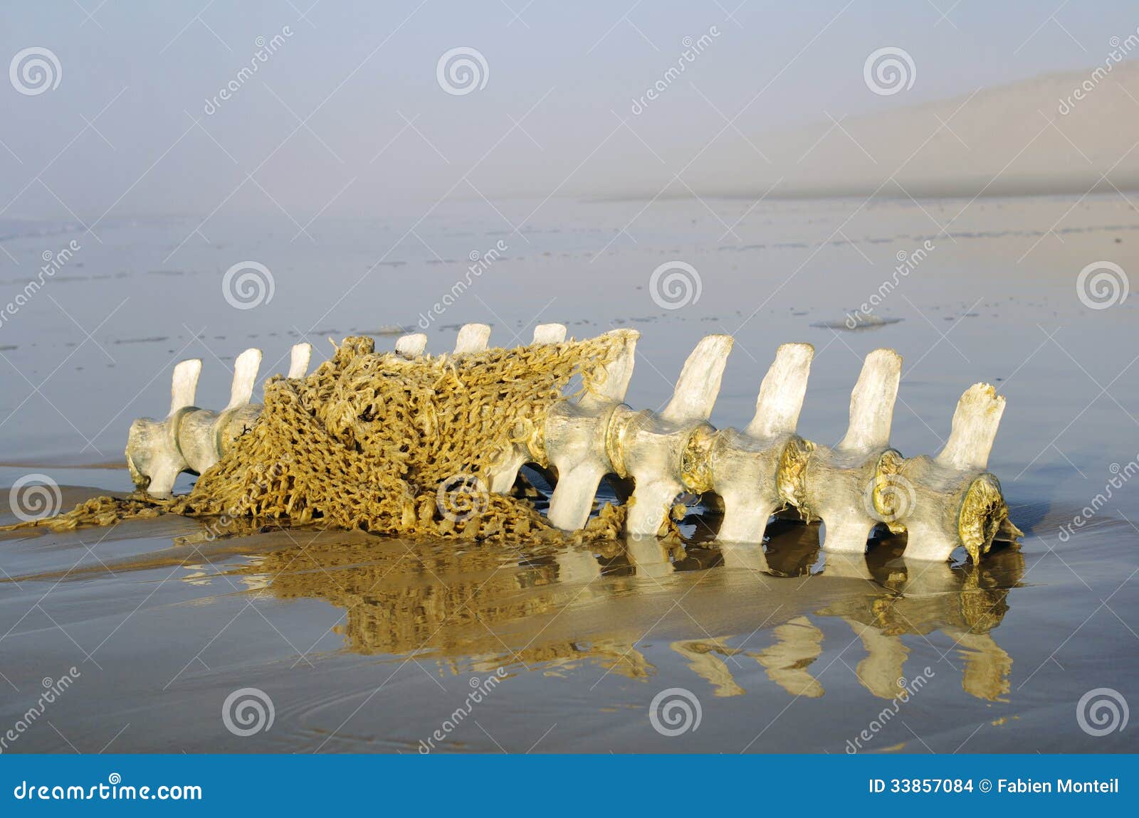 Cetacea skeleton stock photo. Image of beach, fish, delphinidae - 33857084