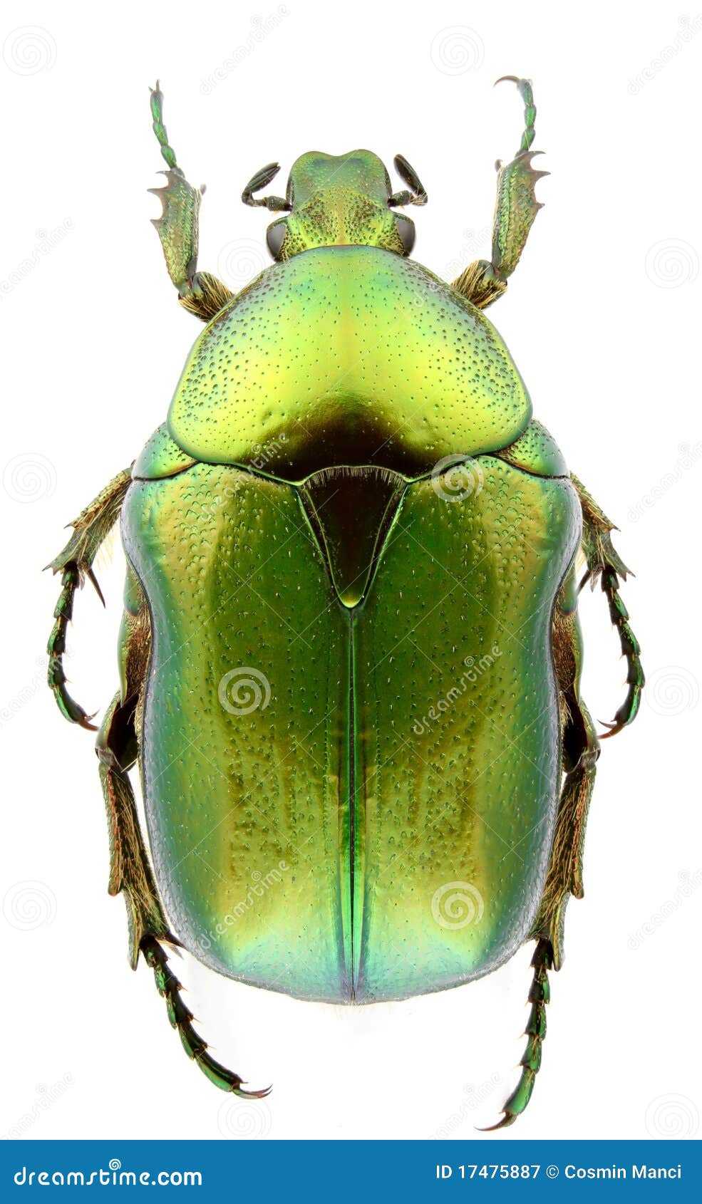 Cetonia Aurata On White Flower Stock Image | CartoonDealer.com #96922669