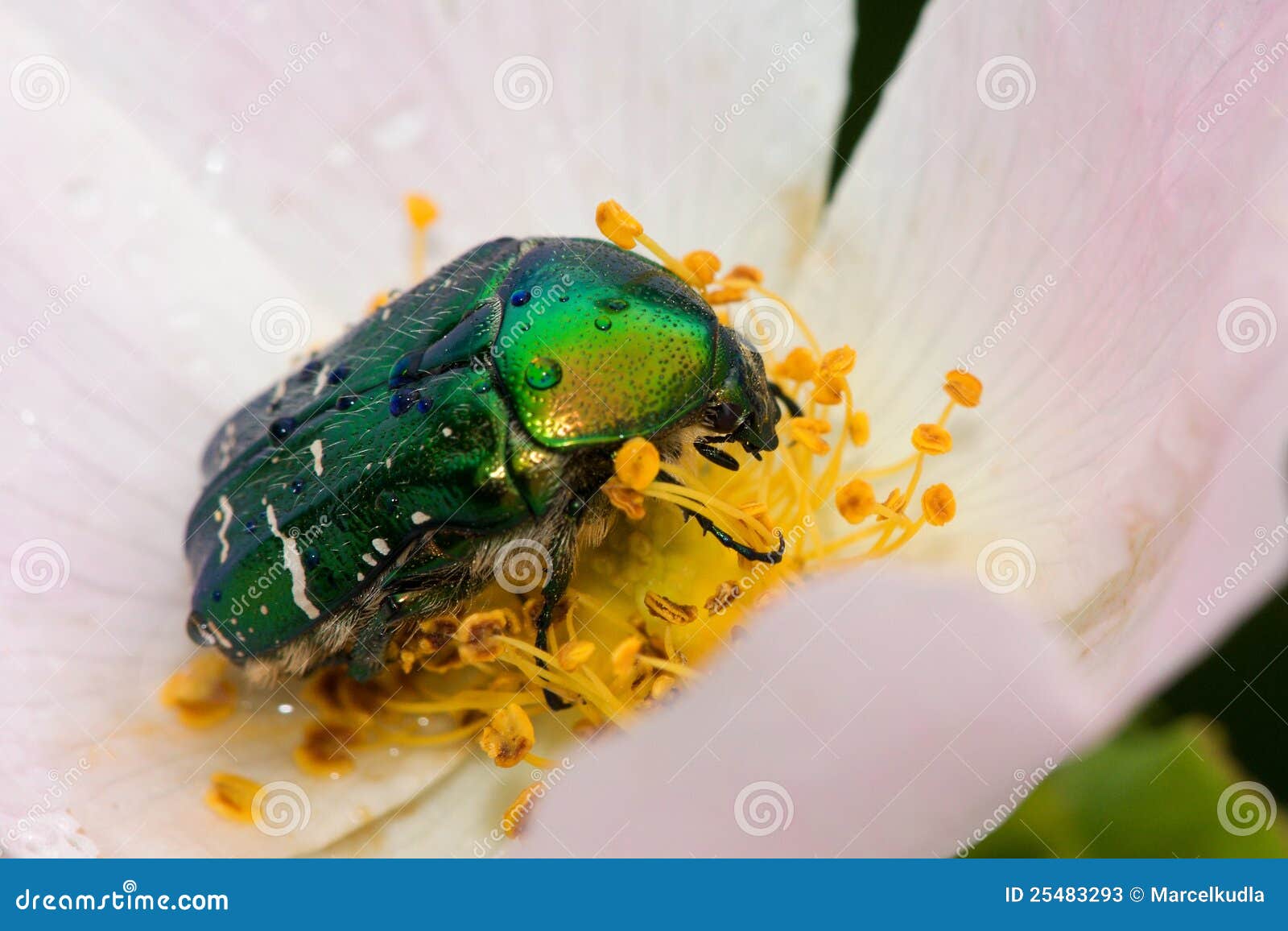 Cetonia aurata stock image. Image of beauty, close, green - 25483293