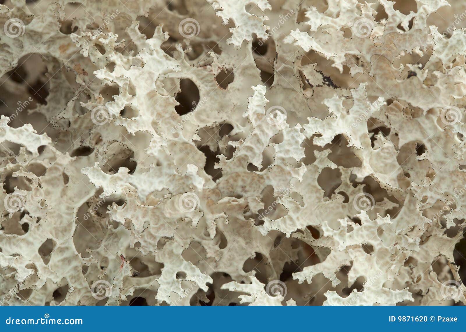 Cetraria nivalis - lichen stock photo. Image of closeup - 9871620