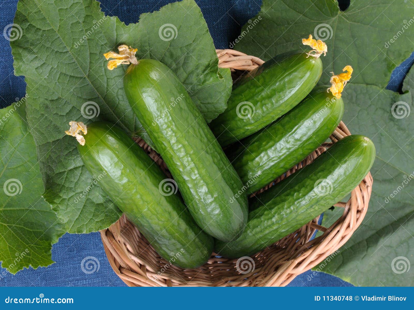 Cetrioli fotografia stock. Immagine di cetriolo, raccolta - 11340748