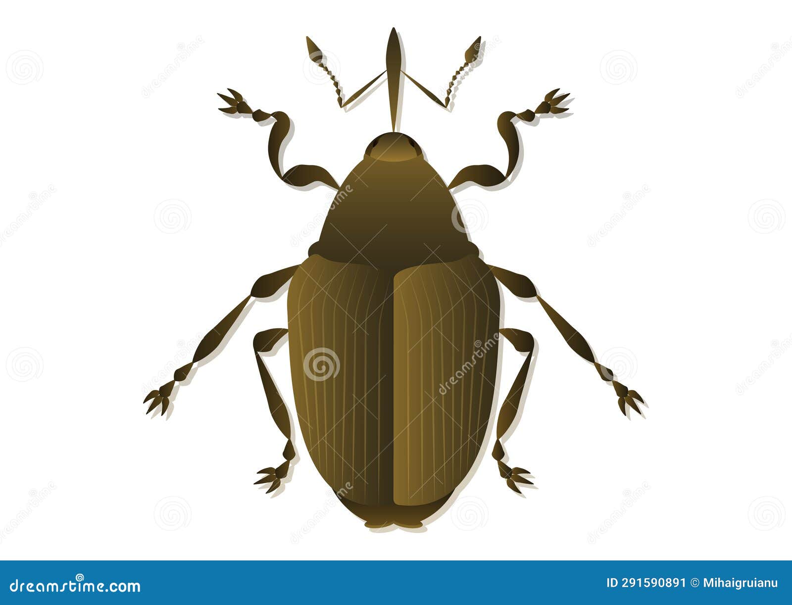 Ceutorhynchus Napi Weevil Vector Art Isolated On White Background ...